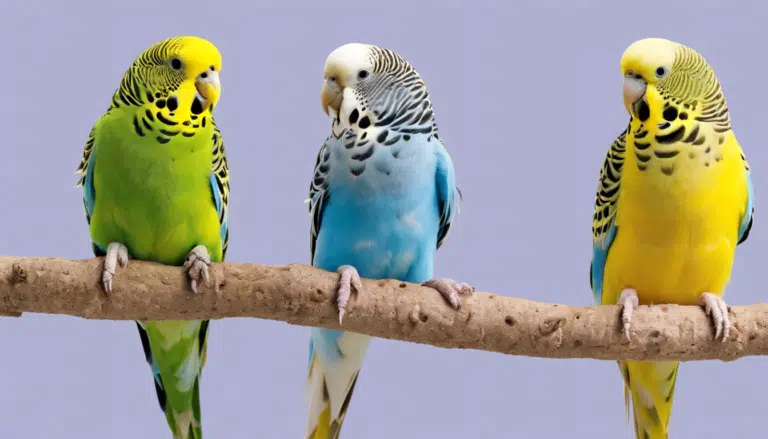 What Do Parakeets Eat and What to Avoid 0 • Pet-Log.com